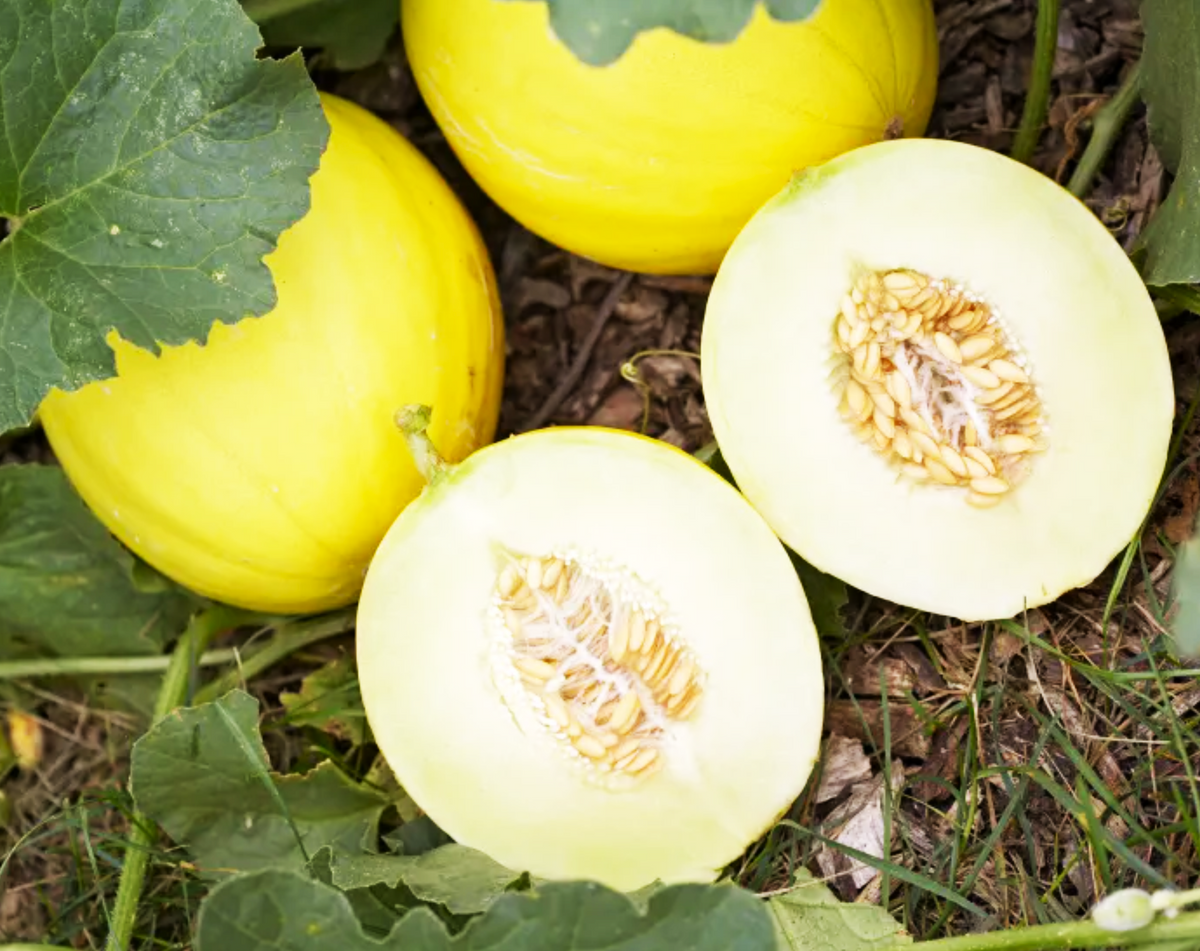 Golden Beauty Casaba Melon Seeds - For 2025 Planting Heirloom Sweet | TomorrowSeeds