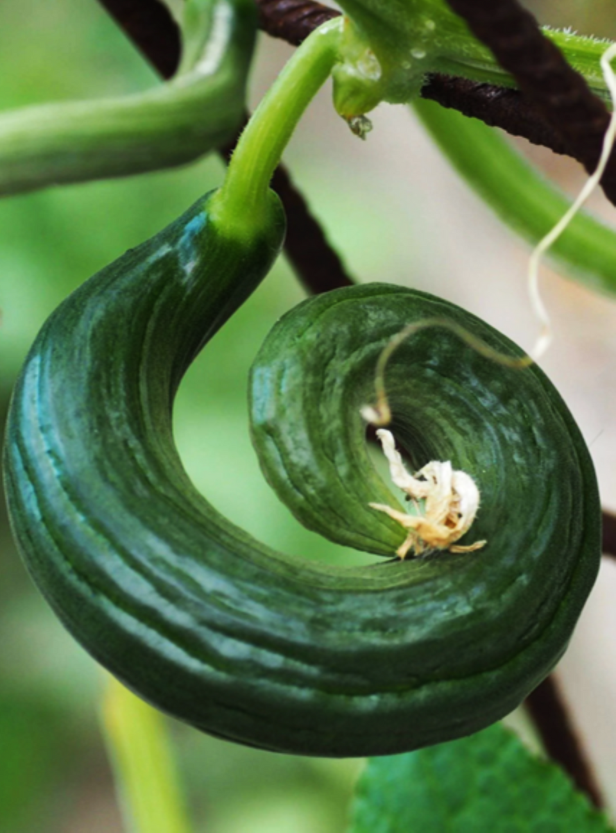 Metki Dark Green Armenian Cucumber Seeds | Yard Long Serpent Cucumber Snake Melon Wild Kakri ...