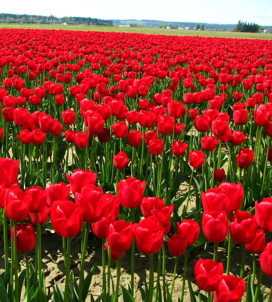 Red Seadov Tulip Bulbs | Dutch Grown Tulips Freshly Imported Holland Scarlet Triumph Perennial ...