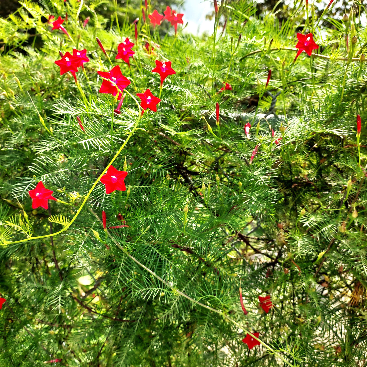 Red Cypress Vine Seeds - For 2025 Planting Ipomoea Quamoclit Cardinal | TomorrowSeeds