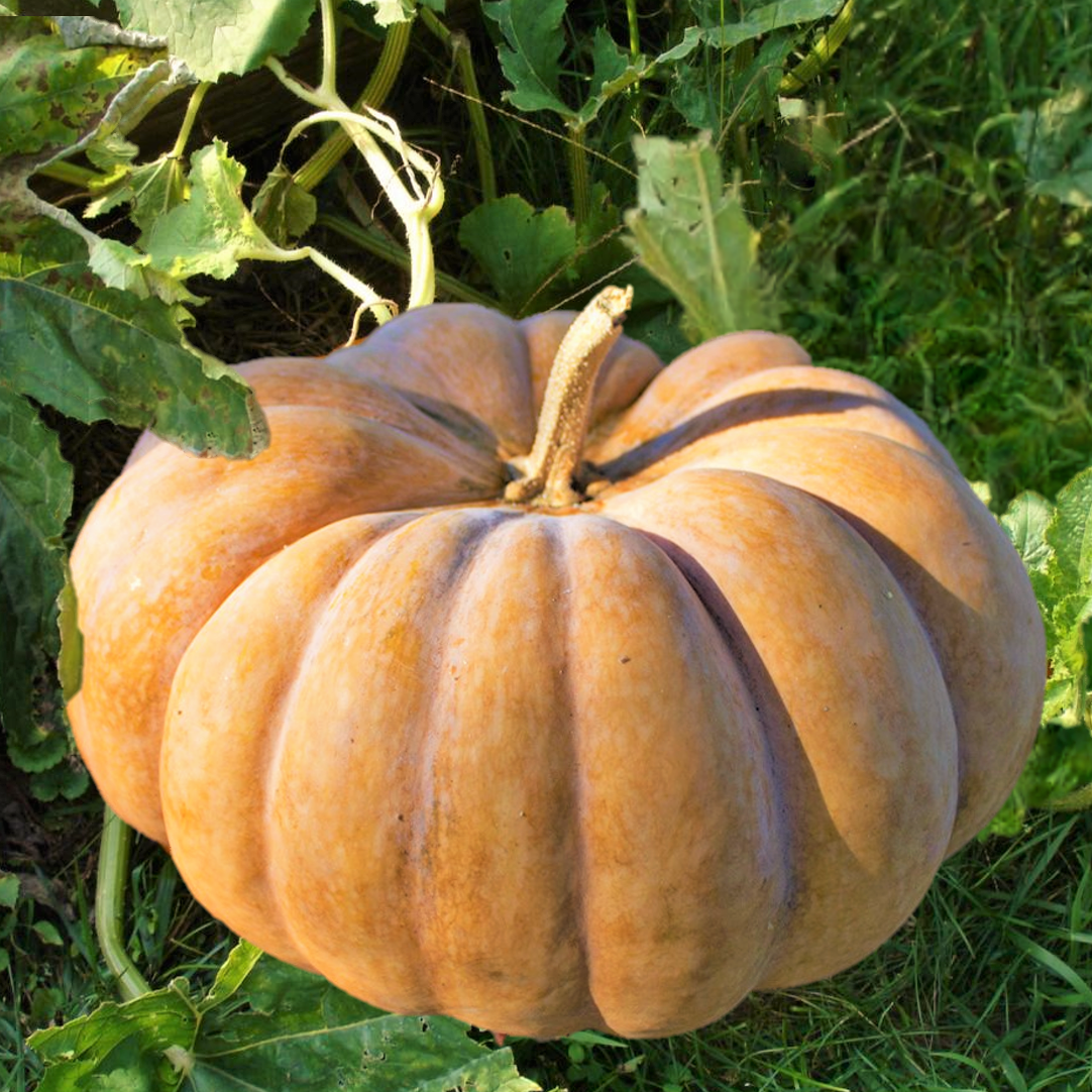 Fairytale Pumpkin (Musqee de Provence) Seeds | French Cinderella ...