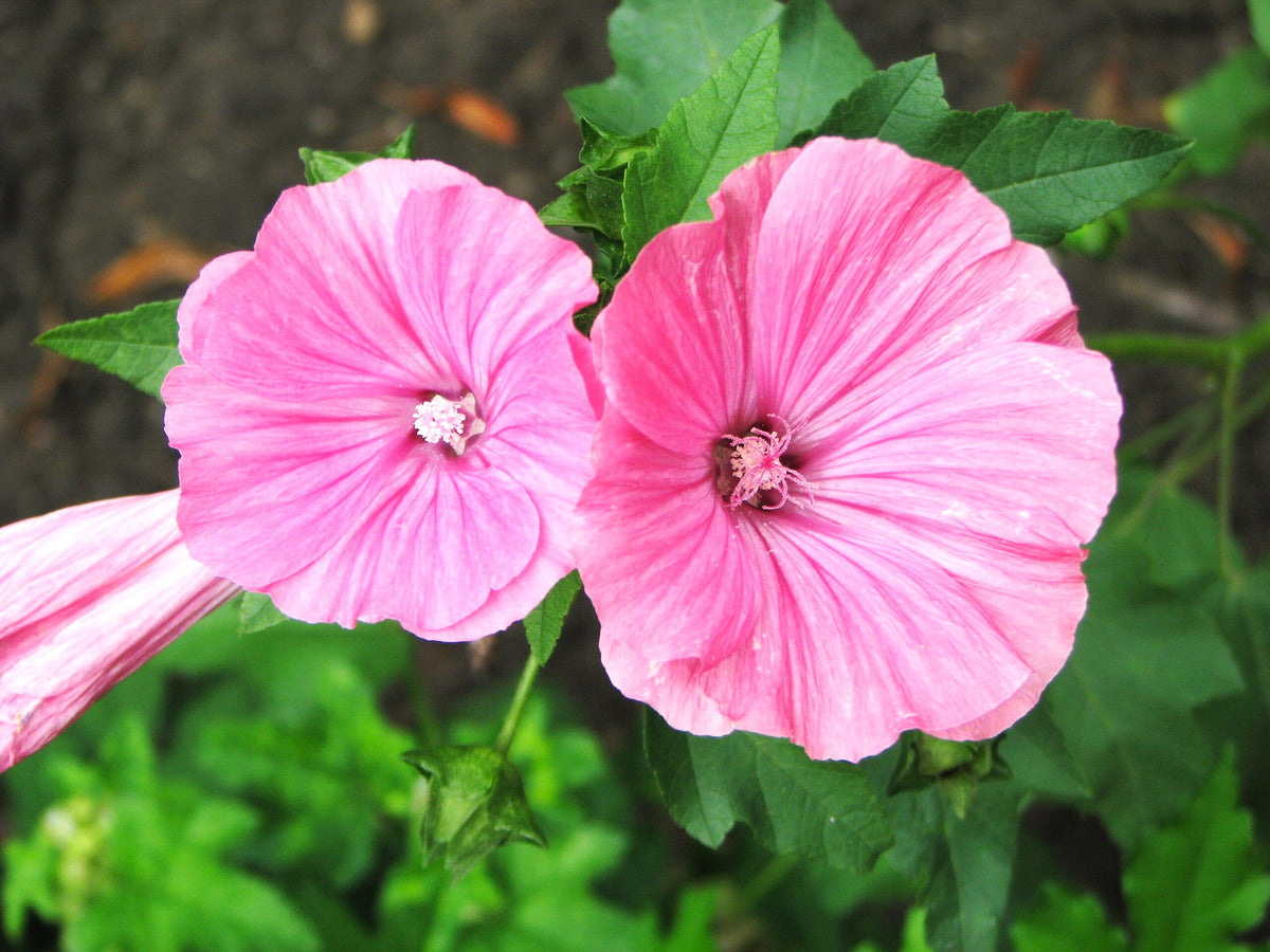 Blush Pink Rose Mallow Seeds - For 2025 Planting Malva Trimestris | TomorrowSeeds