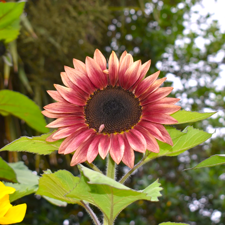 Ruby Eclipse F1 Sunflower Seeds - For 2025 Planting Pink Sunflowers | TomorrowSeeds