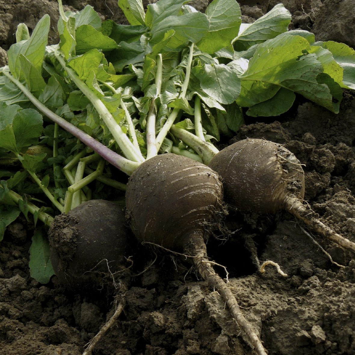 Black Spanish Round Radish Seeds | Raphanus sativus var. niger J. Kern Erfurter Brown Skin ...
