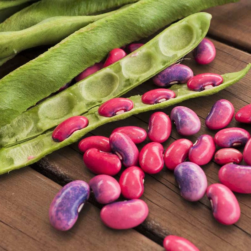 Scarlet Runner Bean Seeds (Pole) | Magic Pink Purple Beans in Green Pods Vining Scarlet Red ...