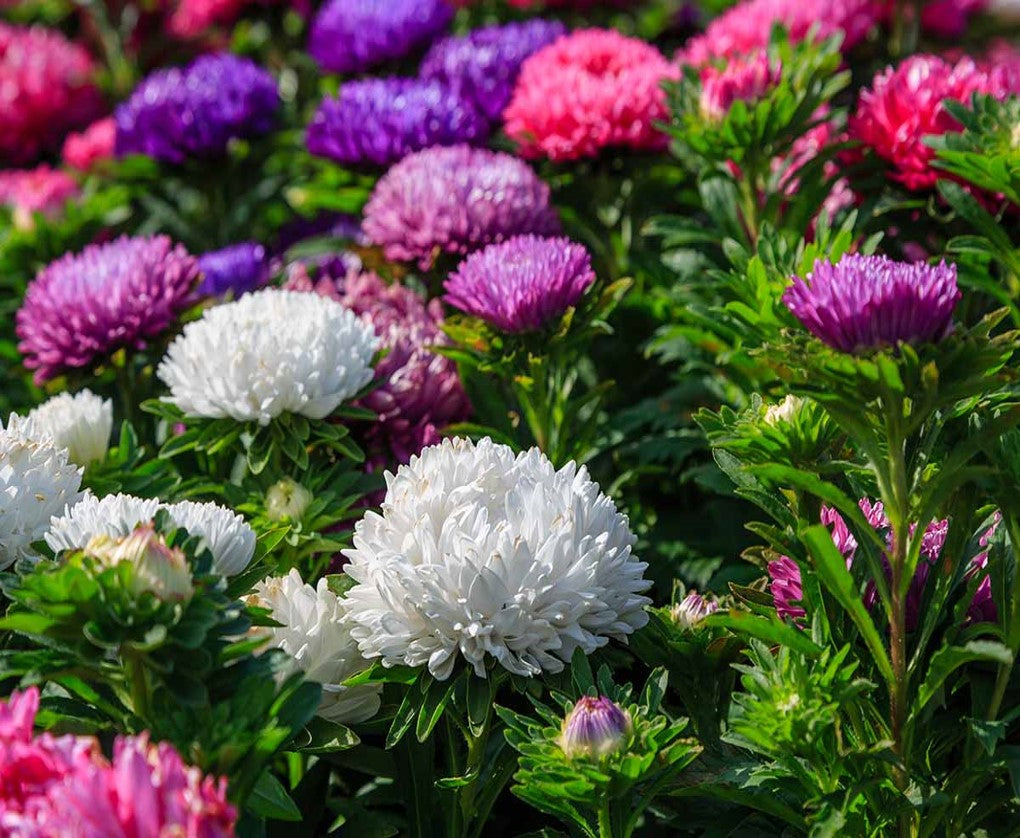 Powder Puff Mix China Aster - Callistephus Chinensis Annual Daisy ...