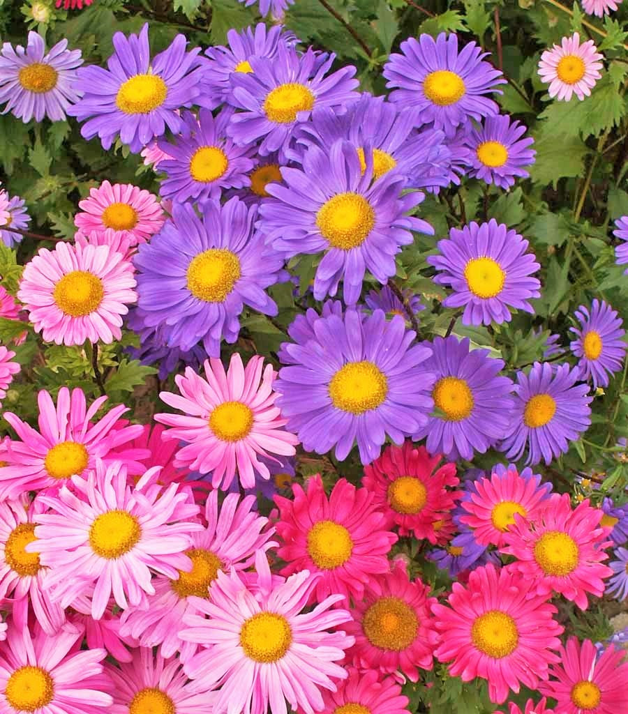 Single Mix China Aster Seeds | Callistephus Chinensis Annual Daisy ...