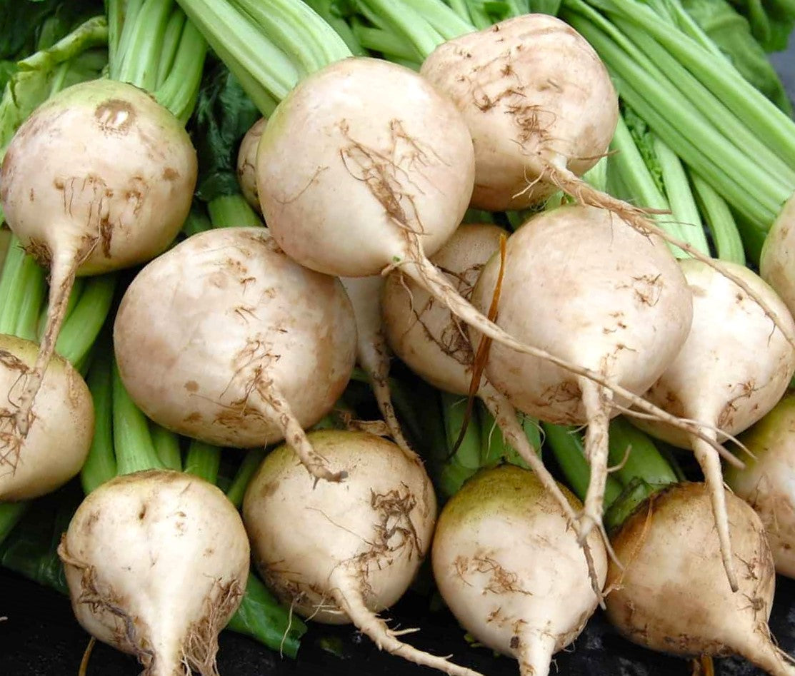 White Albino Beet Seeds - For 2025 Planting Mangel Turnip Garden ...