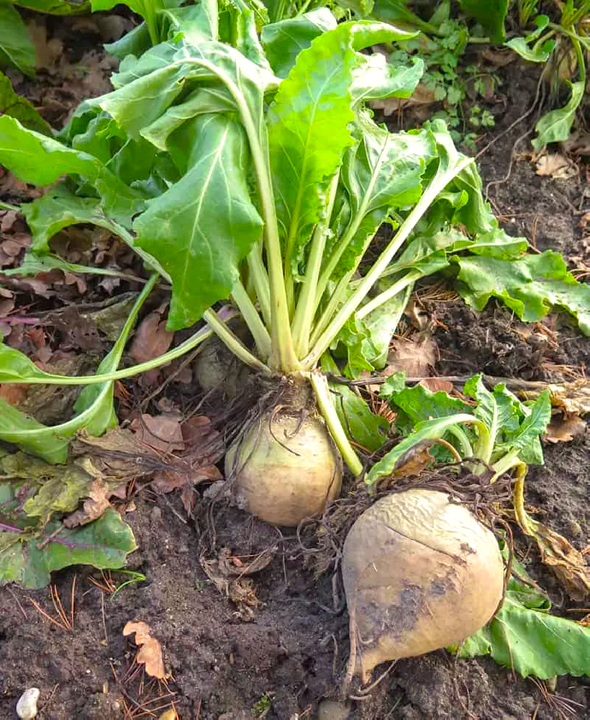 White Albino Beet Seeds - For 2026 Planting Mangel Turnip Garden ...