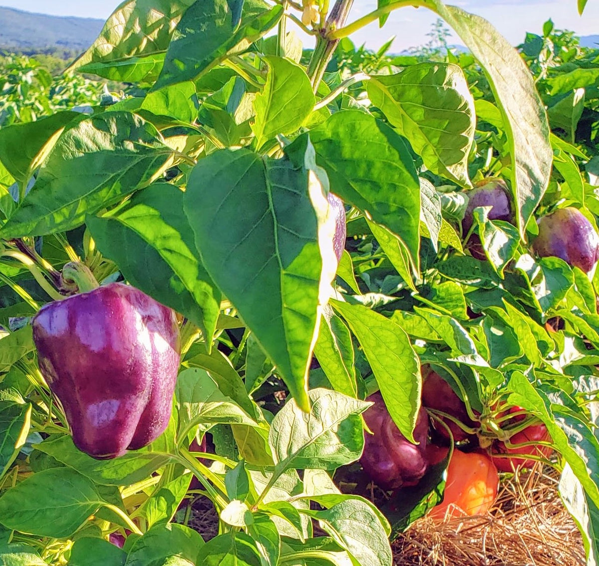 Lilac Sweet Bell Pepper Seeds | Lavender To Red California Violet Chile ...