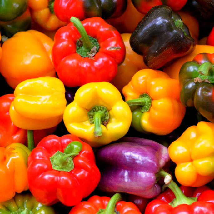 Rainbow Mix Bell Pepper - Heirloom Red, Green, Orange, Yellow, and ...