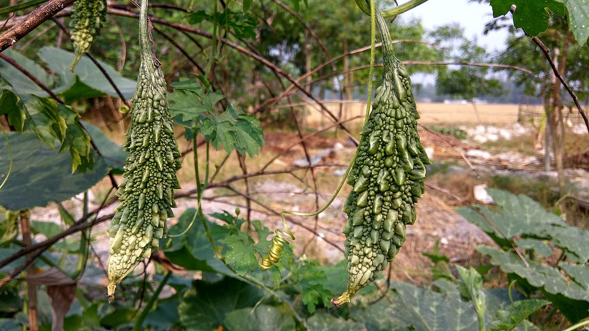 Black Pearl Bitter Melon Seeds | Indian Bitter Gourd Karela Balsam Pear ...