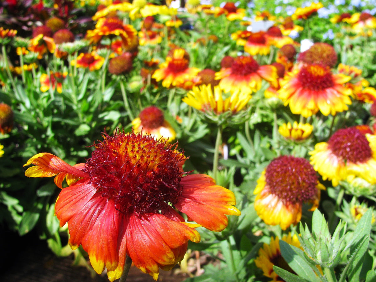 Perennial Blanket Flower Seeds - For 2025 Planting Gaillardia Aristata ...