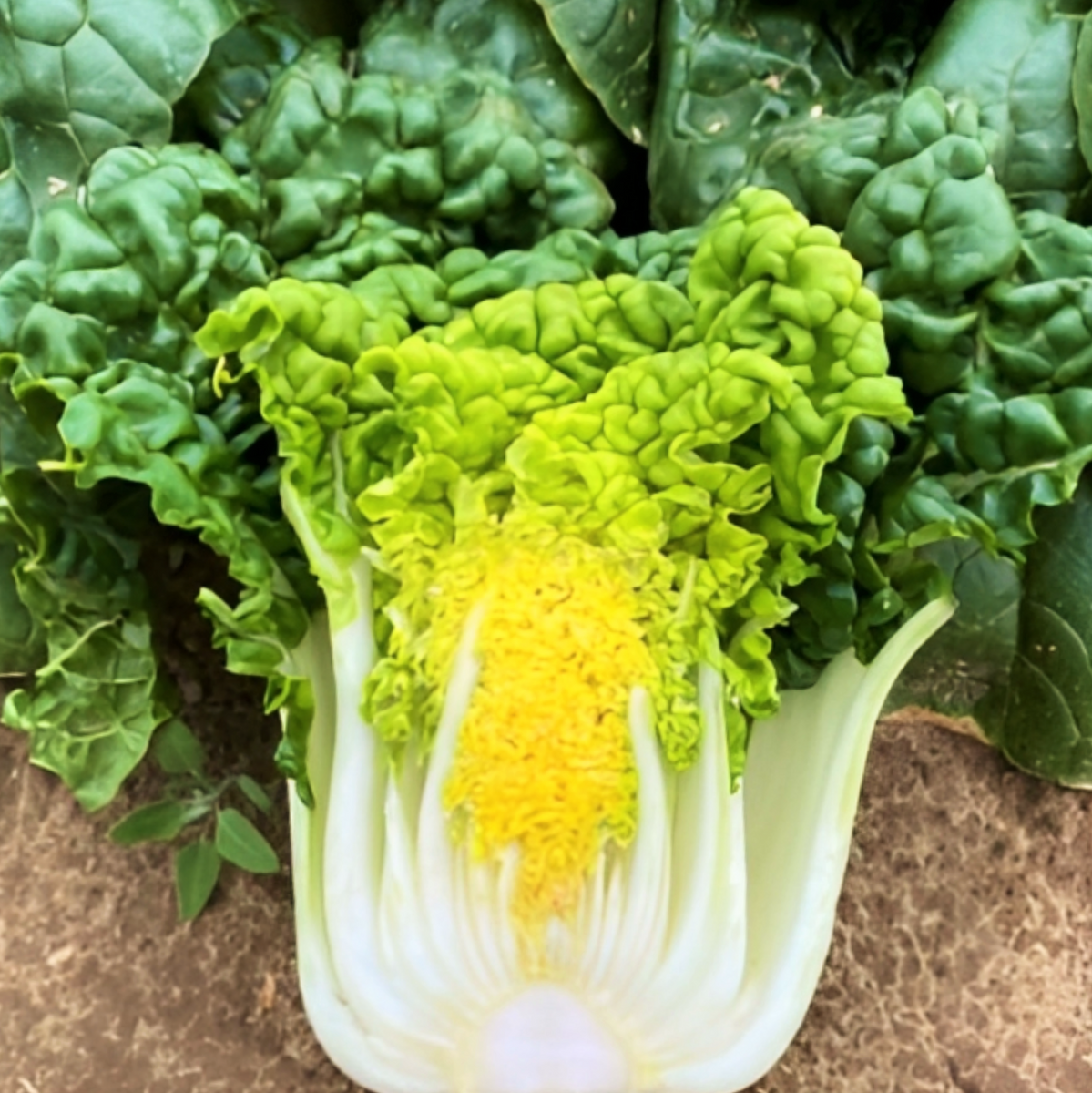 Golden Heart Bok Choy Seeds | Yellow Green Pok Pak Choi Cantonese ...