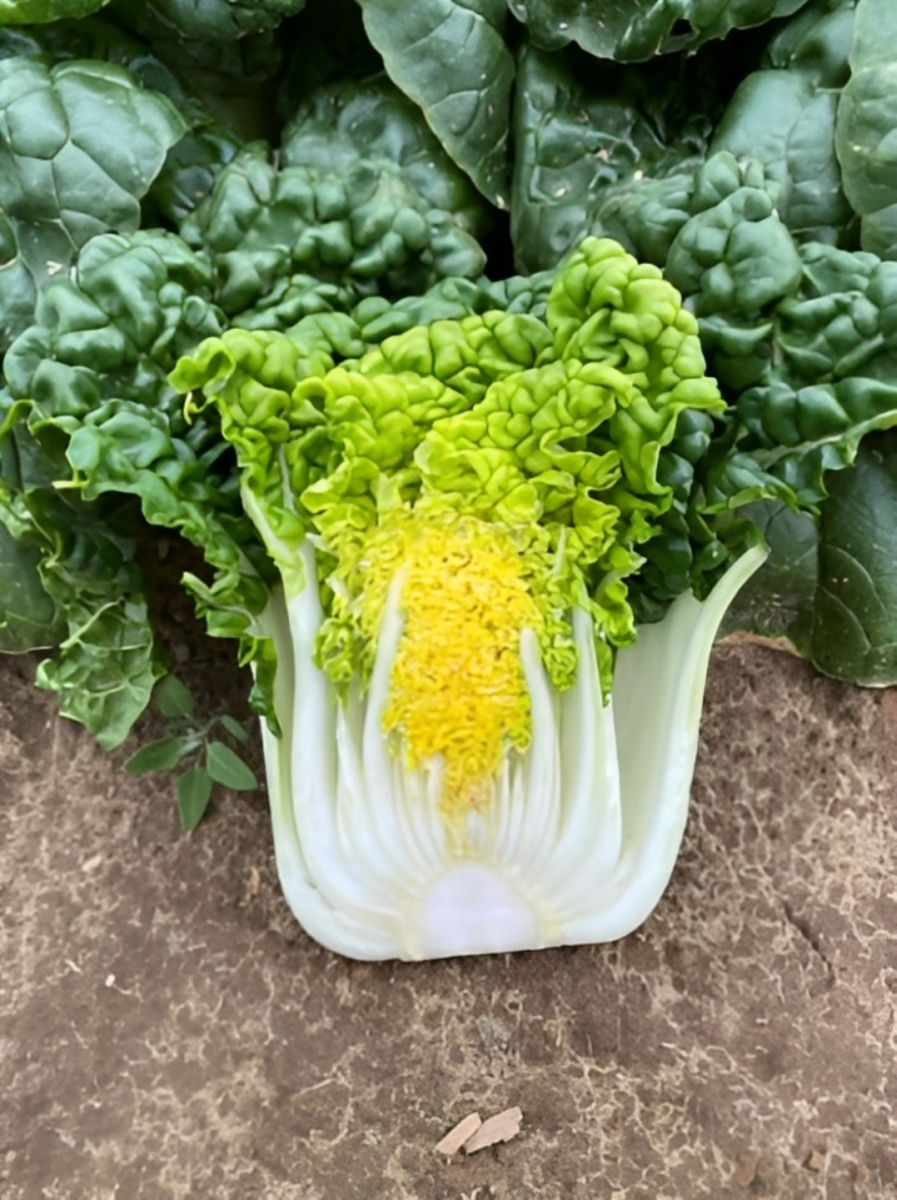 Golden Heart Bok Choy Seeds | Yellow Green Pok Pak Choi Cantonese ...