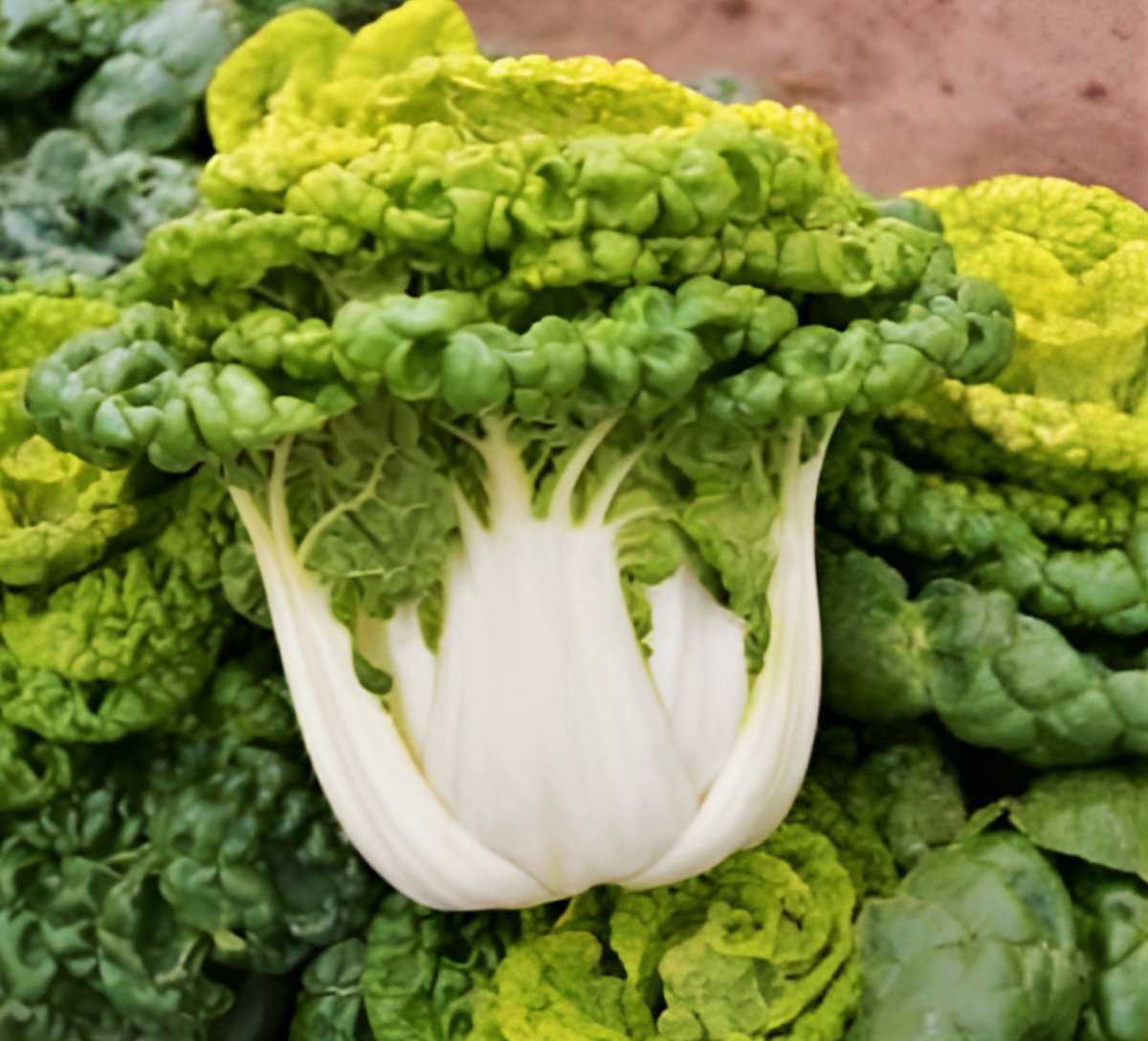 Golden Heart Bok Choy Seeds | Yellow Green Pok Pak Choi Cantonese ...