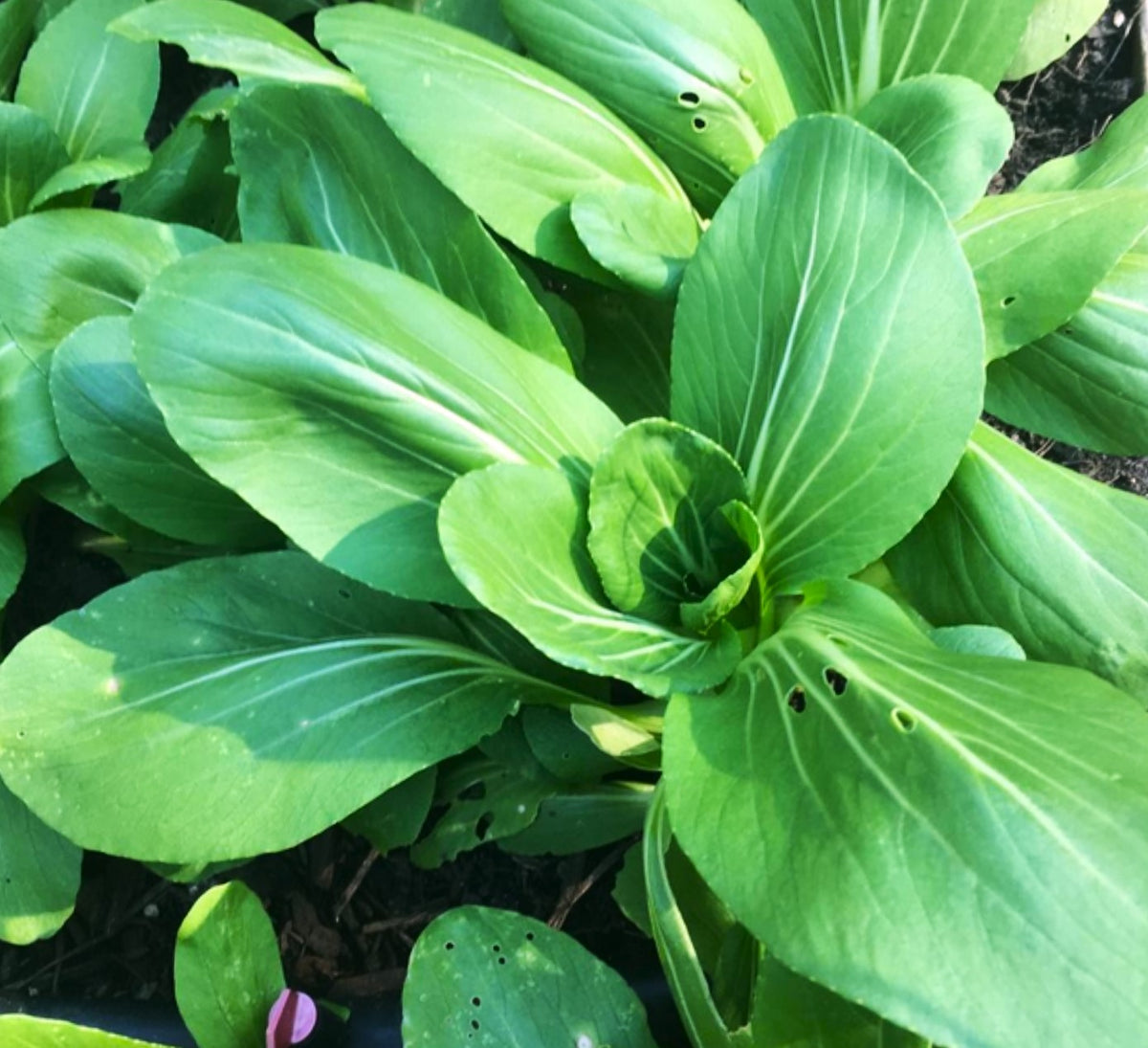Wa Wa Qing F1 Bok Choy Seeds | Hybrid Green Pak Choi Pok Choy Chinese ...