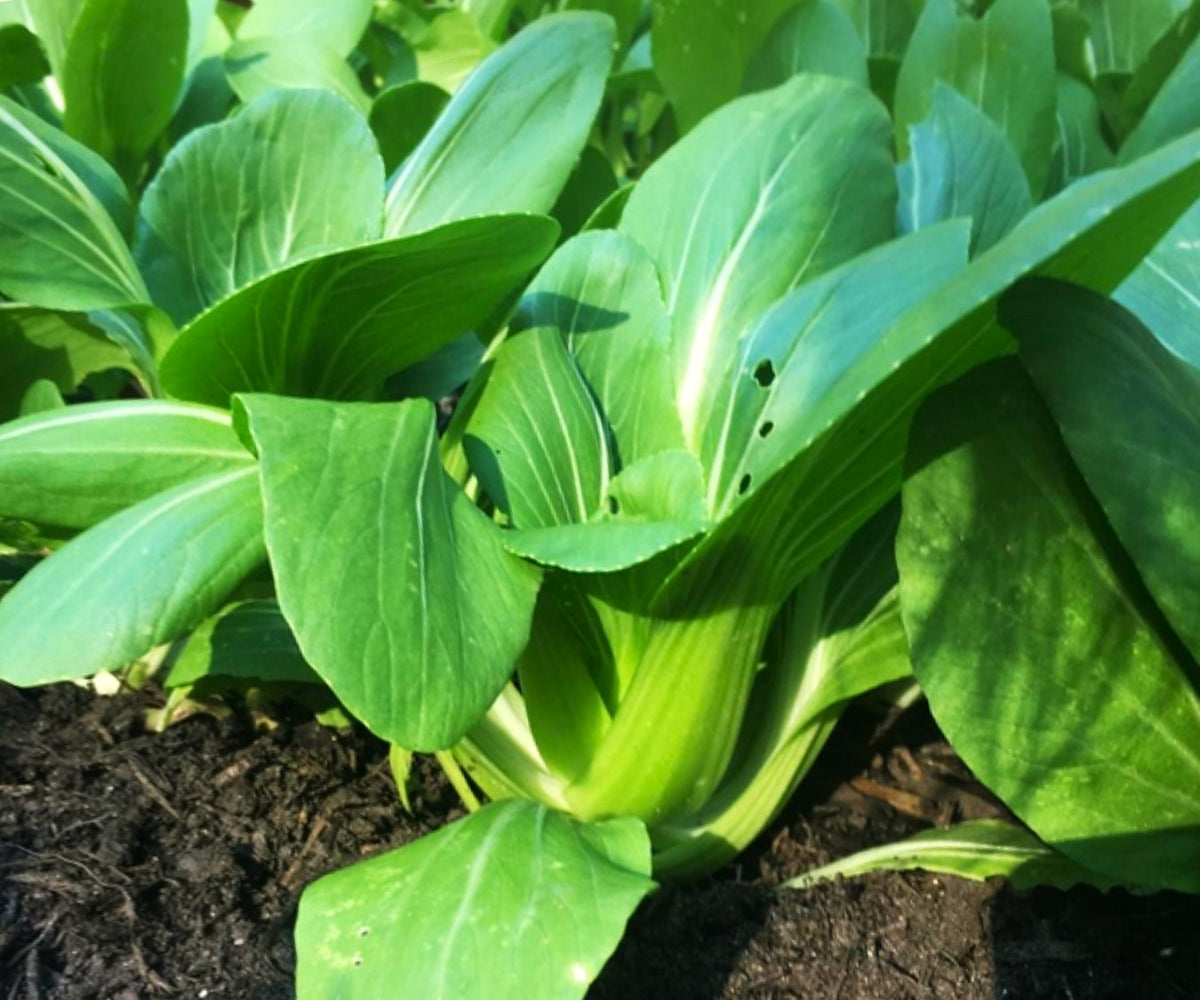 Wa Wa Qing F1 Bok Choy Seeds | Hybrid Green Pak Choi Pok Choy Chinese ...