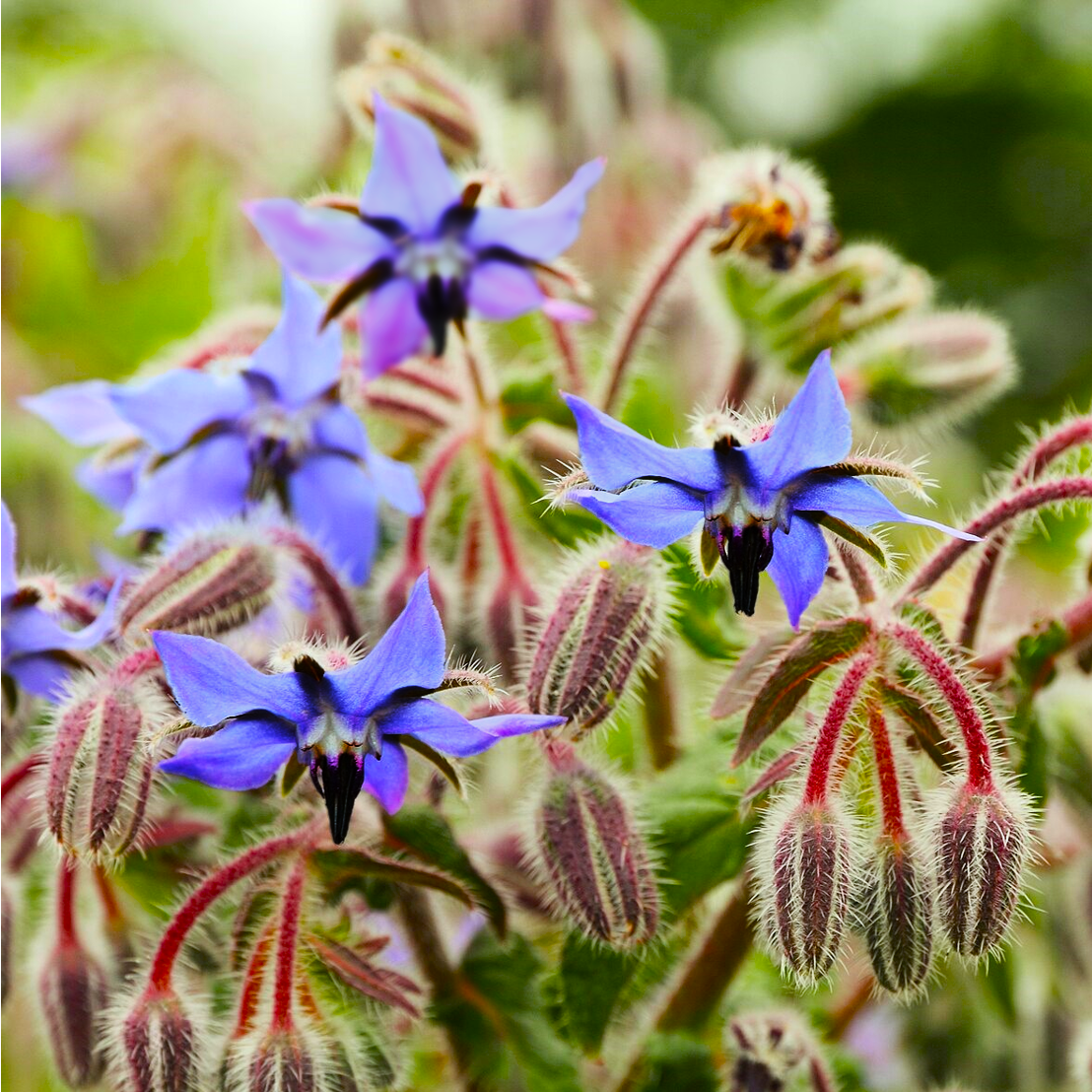 Borage Seeds | Starflower Blue Purple Flower Tailwort Bugloss Beebread ...