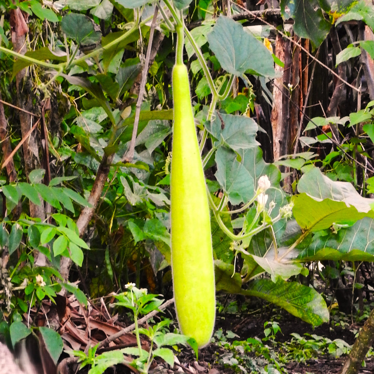 Nam Tao Ngam Long Bottle Gourd Seeds | India Hybrid Calabash Lauki ...