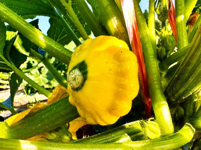 Yellow and Green Bicolor Patty Pan (Bush Scallop Squash) Seeds ...