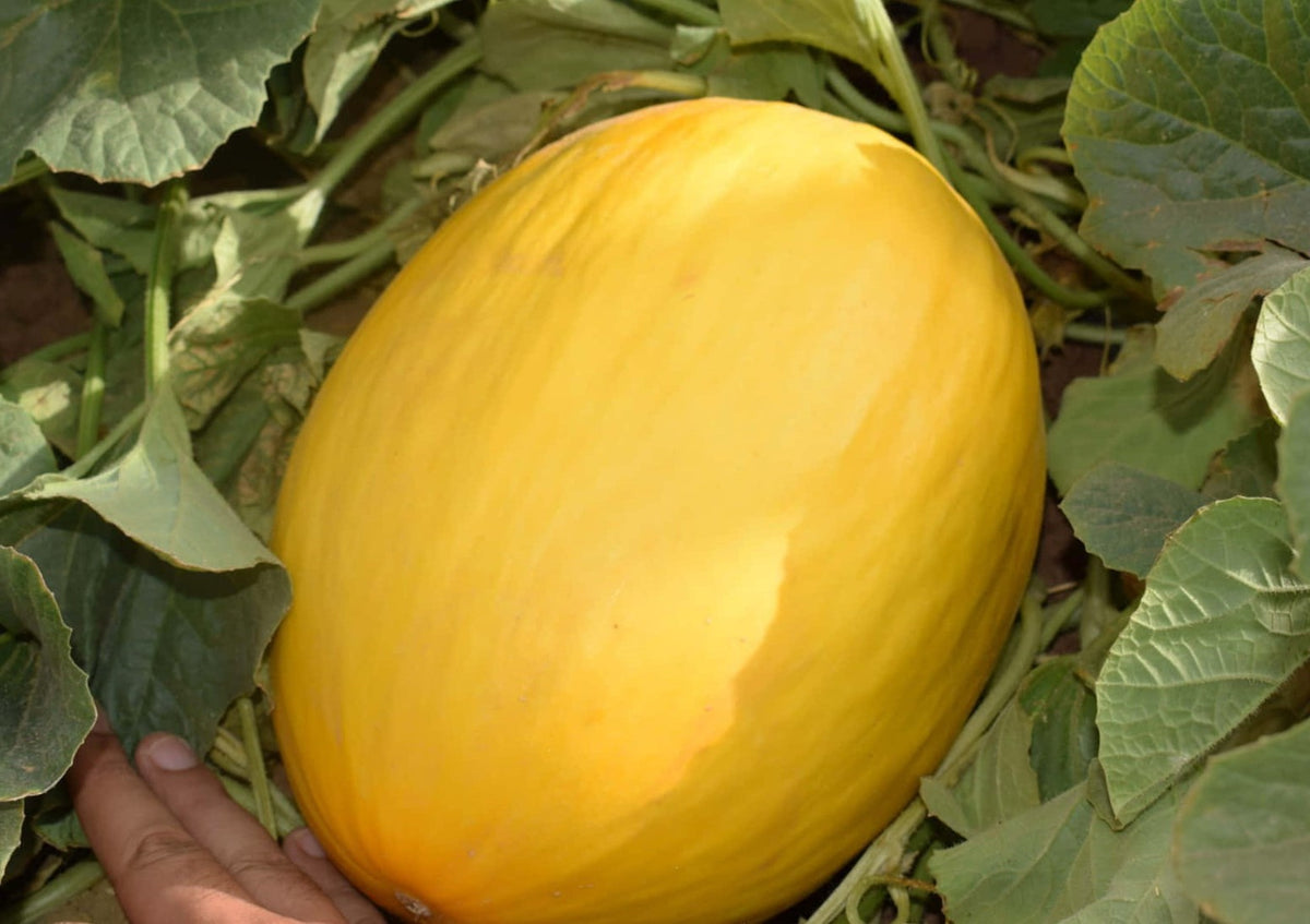 Crenshaw Melon Seeds | Cucumis Melo Heirloom Orange Flesh Yellow ...