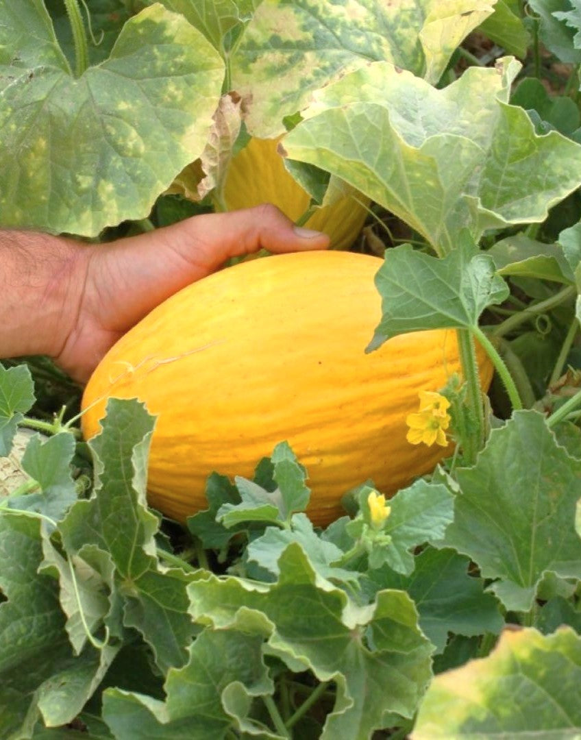 Crenshaw Melon Seeds | Cucumis Melo Heirloom Orange Flesh Yellow ...