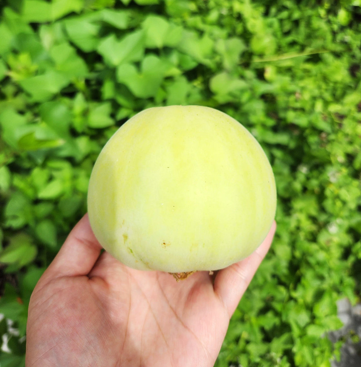 Sakata's Sweet Asian Melon Seeds - For 2025 Planting Japanese Conomon ...