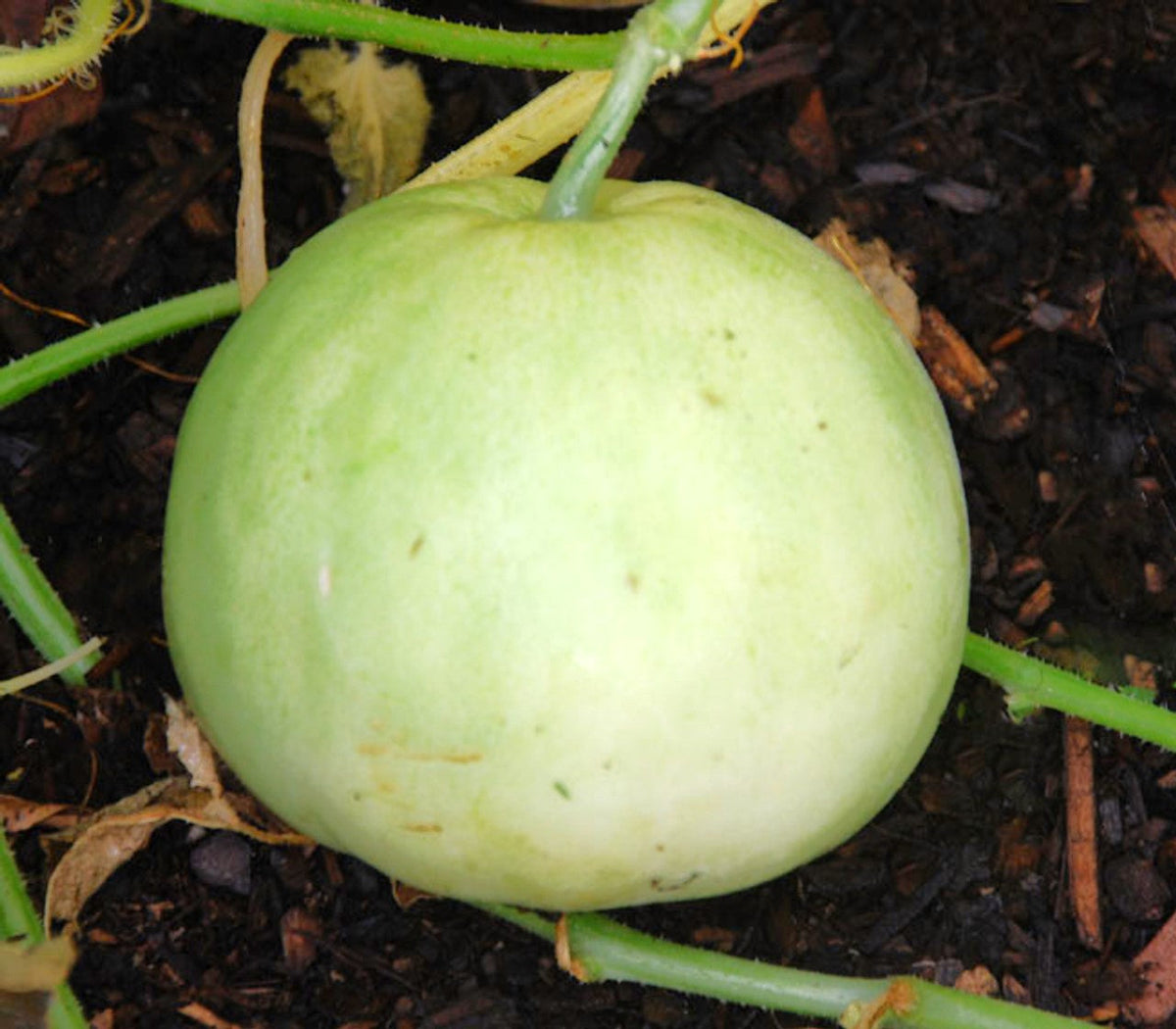 Sakata's Sweet Asian Melon Seeds - For 2025 Planting Japanese Conomon ...