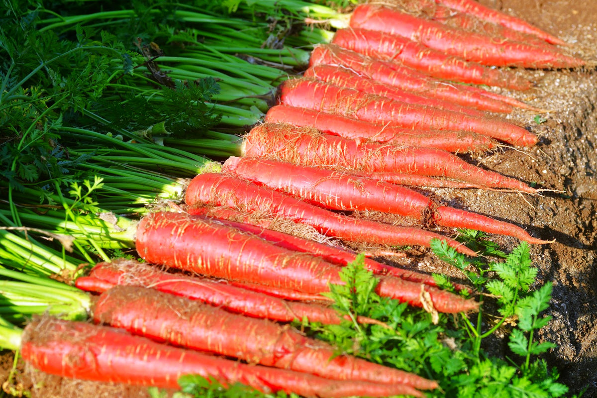 Kintoki Red Carrot Seeds - For 2025 Planting Noir Galaxy Obsidian ...