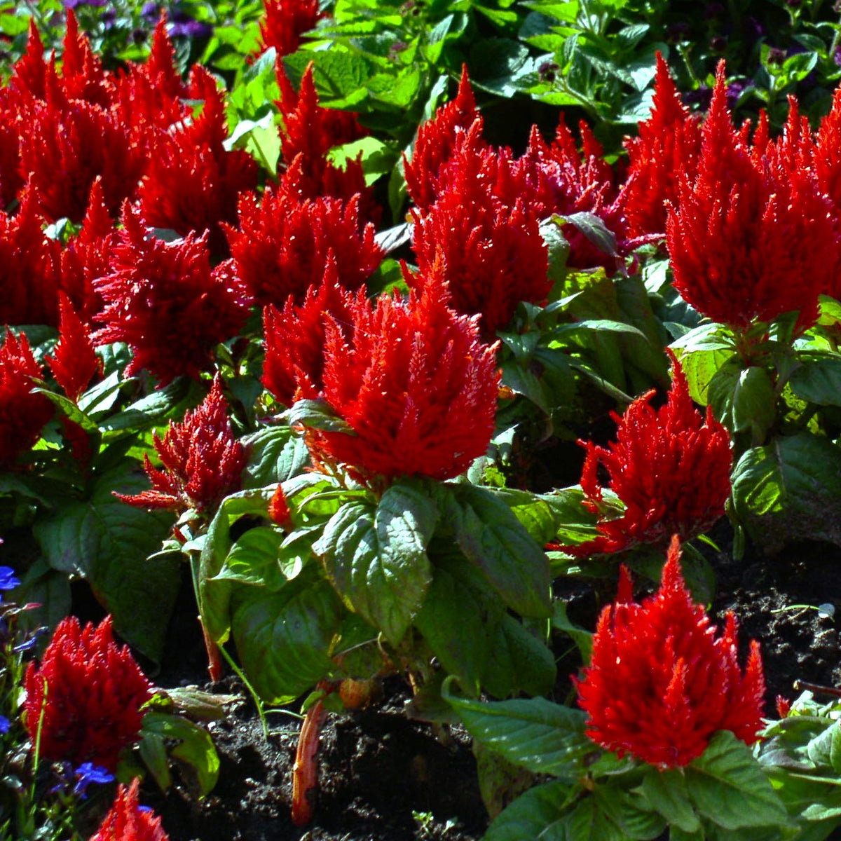 Forest Fire Celosia Seeds - For 2025 Planting Plumosa Dark Red Feather ...