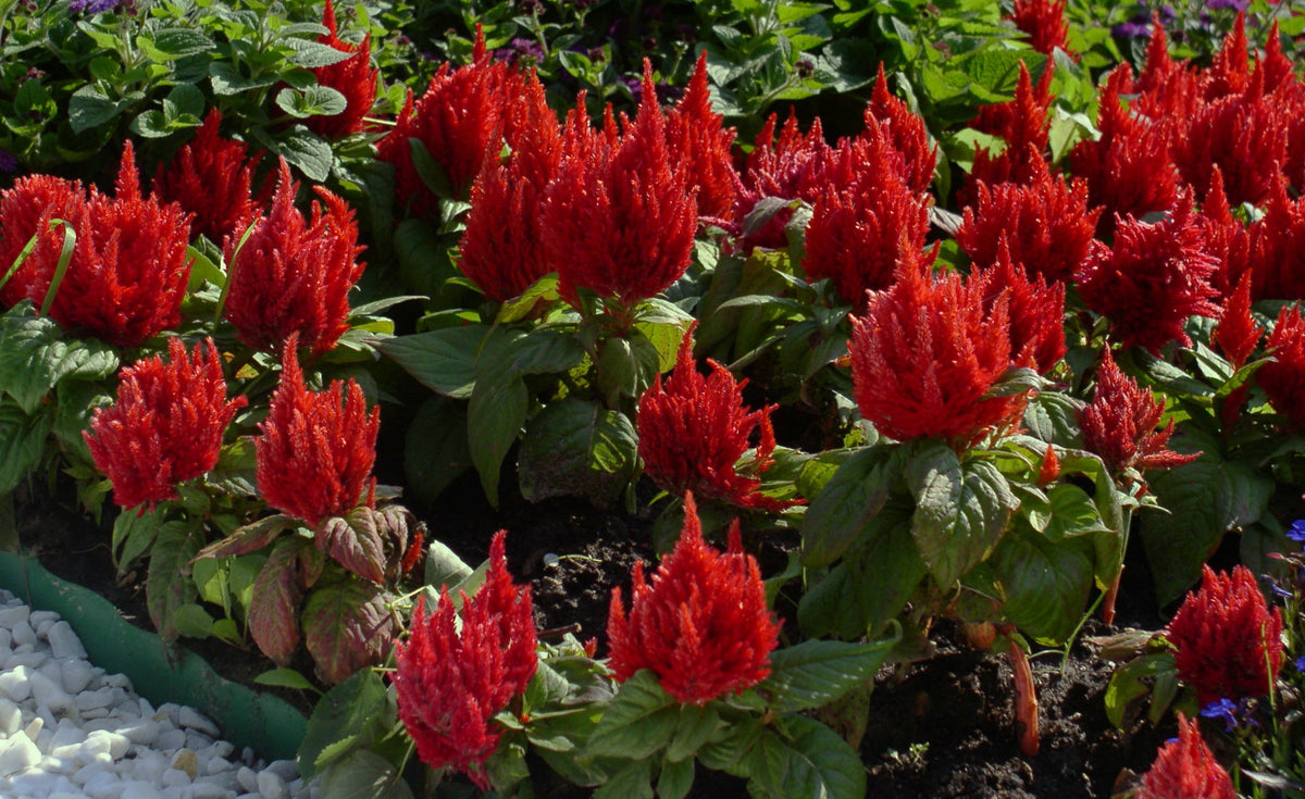 Forest Fire Celosia Seeds - For 2025 Planting Plumosa Dark Red Feather ...