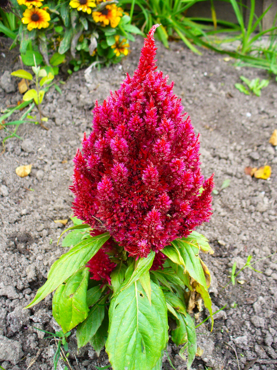 Forest Fire Celosia Seeds - For 2025 Planting Plumosa Dark Red Feather ...