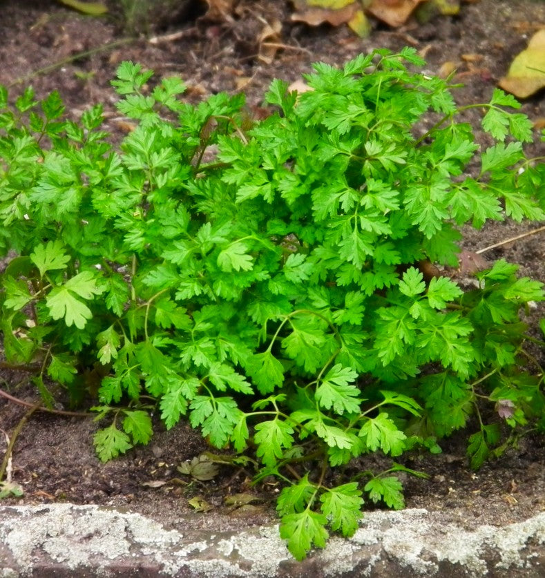 Winter Chervil Seeds | Anthriscus Cerefolium French Parsley Cicely ...