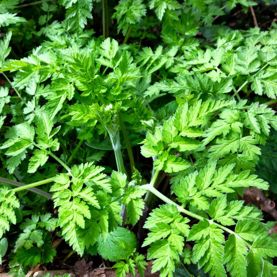 Winter Chervil Seeds | Anthriscus Cerefolium French Parsley Cicely ...
