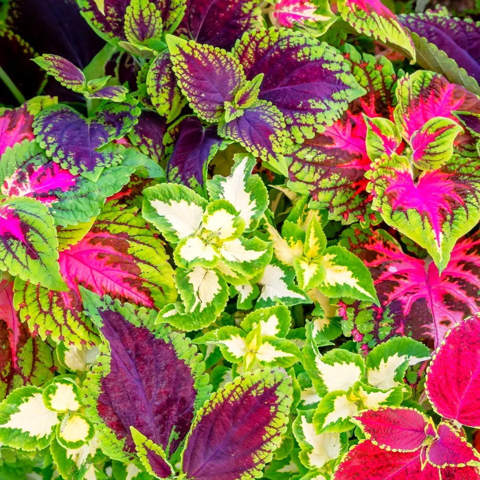 Rainbow Mix Coleus Seeds | Mixed Colors Shade House Plant Improved ...
