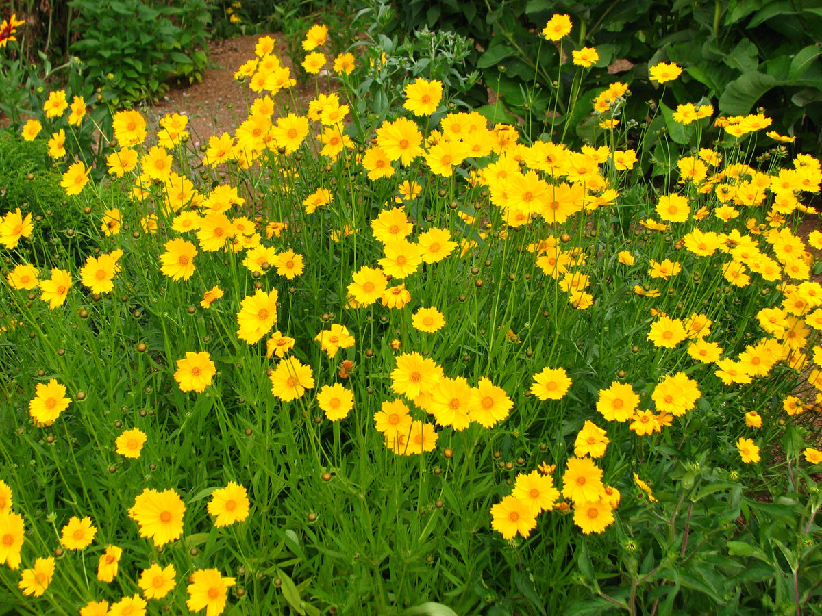 Lanceleaf Coreopsis Seeds - For 2026 Planting Yellow Lance-Leaved ...