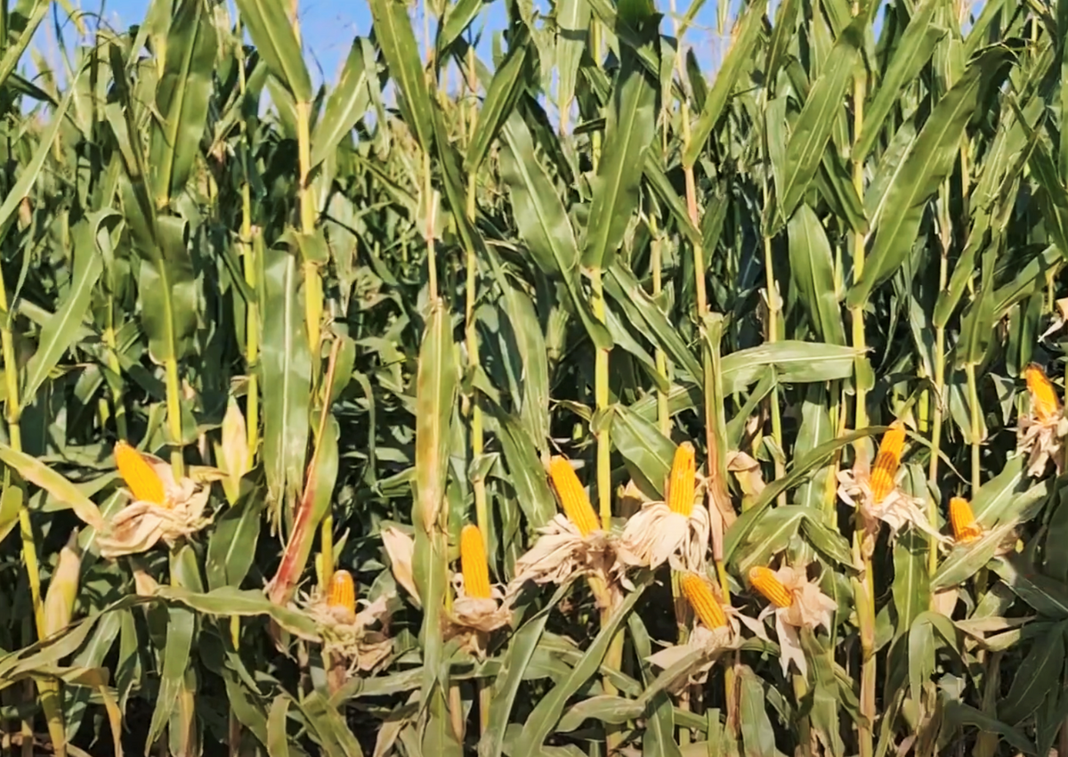 Reid's Yellow Dent Corn Seeds - For 2025 Planting Open-Pollinated ...