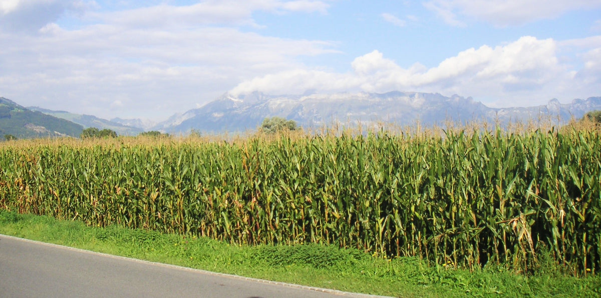Reid's Yellow Dent Corn Seeds | Open Pollinated Yellow Flint Field For ...