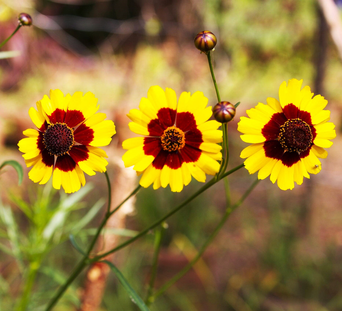 Plains Coreopsis Seeds - For 2025 Planting Calliopsis Tinctoria ...