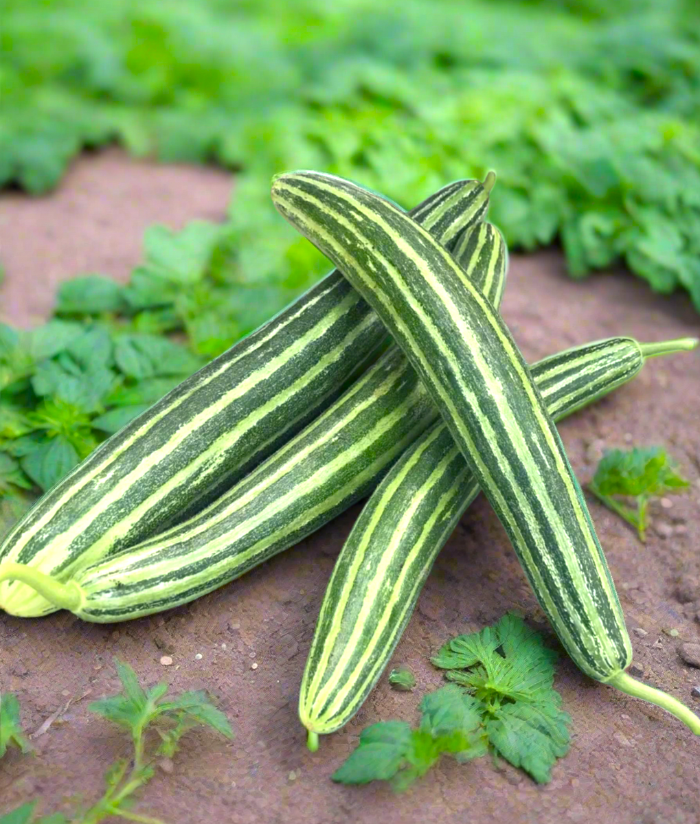 Painted Serpent Striped Armenian Cucumber Seeds - For 2026 Planting ...