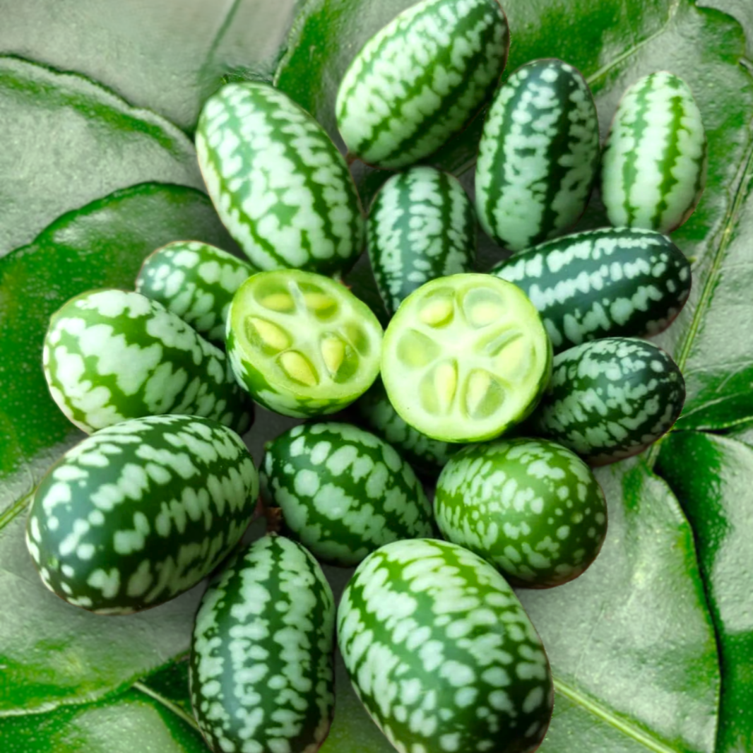 Cucamelon Seeds | Mouse Melon Mexican Sour Gherkin Tiny Watermelon ...