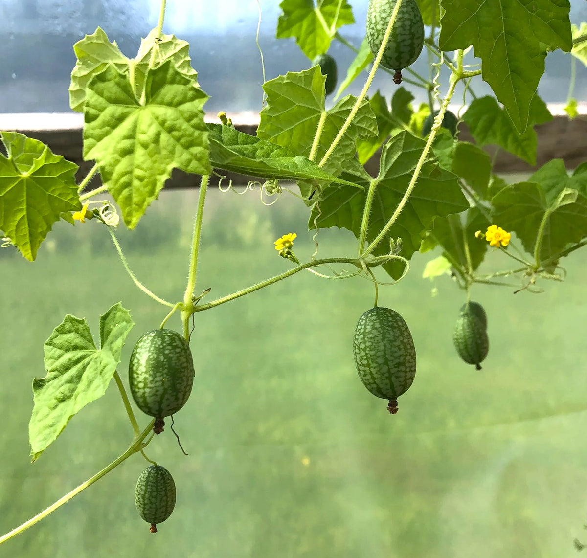 Cucamelon Seeds | Mouse Melon Mexican Sour Gherkin Tiny Watermelon ...