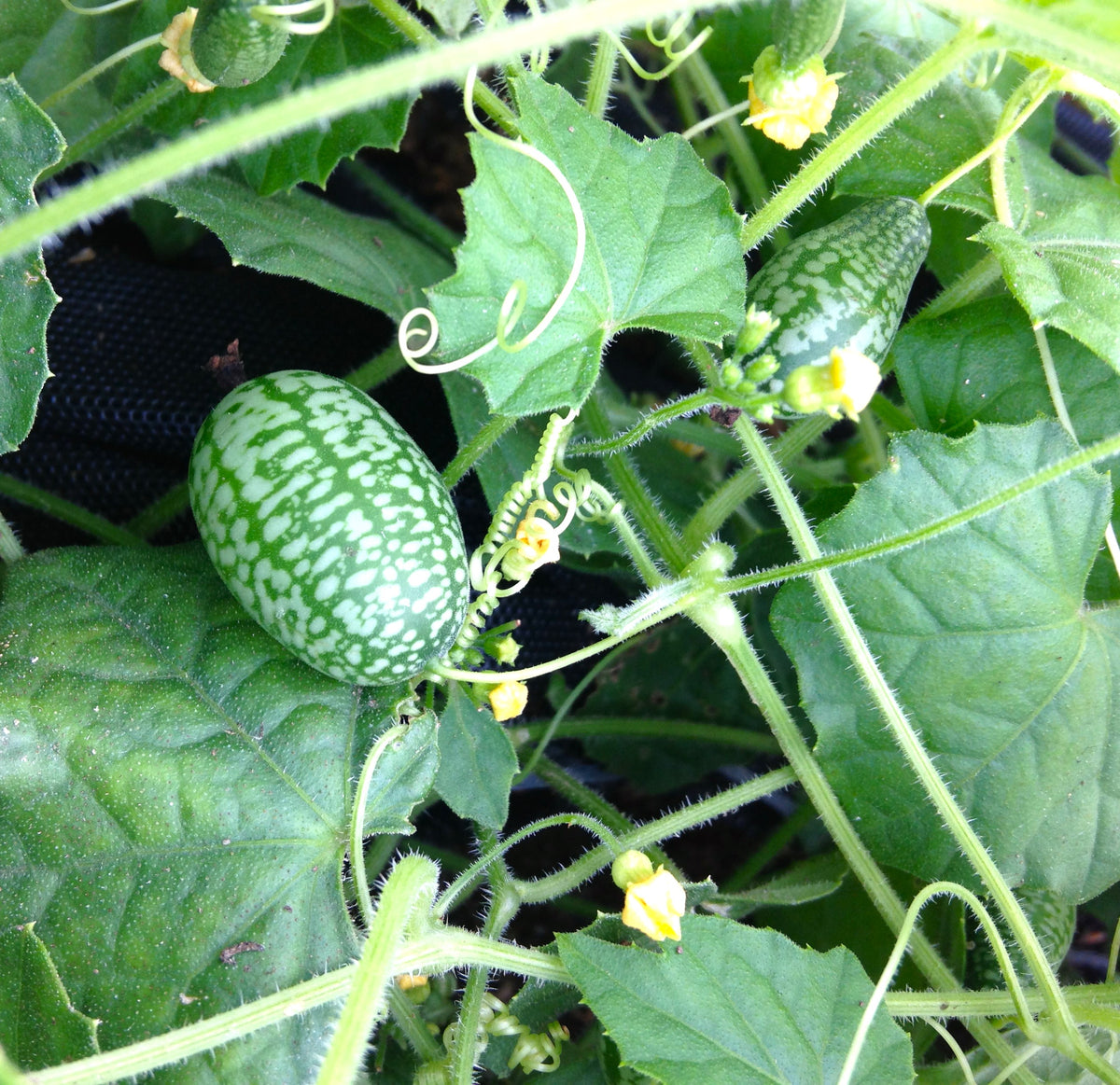 Cucamelon Seeds | Mouse Melon Mexican Sour Gherkin Tiny Watermelon ...
