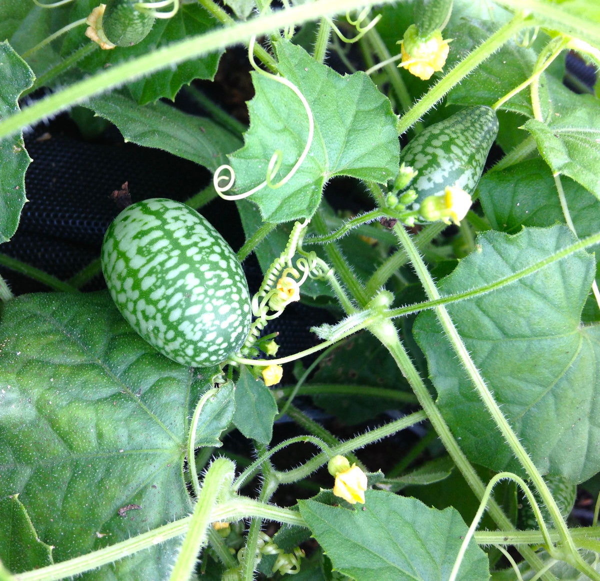 Cucamelon (Mexican Sour Gherkin) Seeds - For 2025 Planting Mouse Melon ...