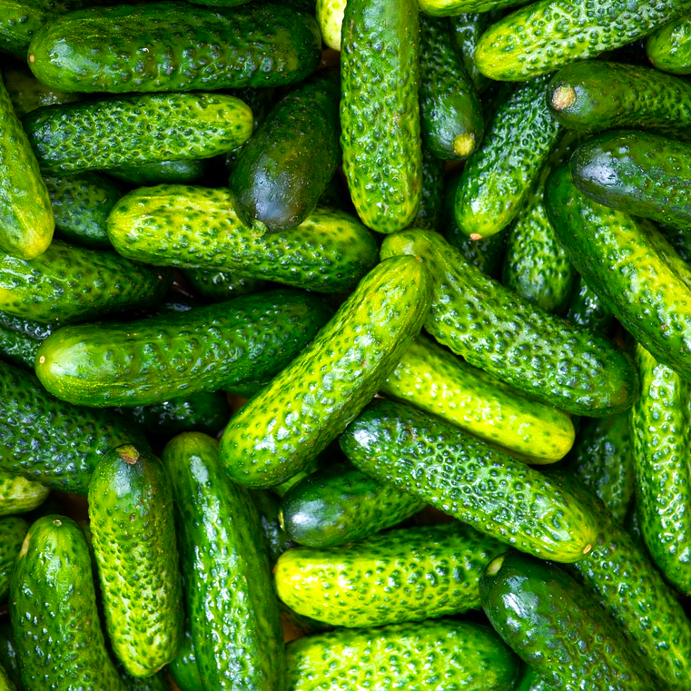 Parisian Gherkin F1 Cucumber Seeds | French Cornichon Baby Cucumbers ...