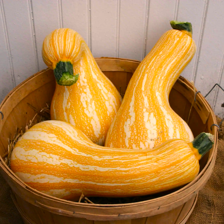 Orange Striped Cushaw Seeds | Southern Kershaw Pumpkin Tennessee Sweet ...