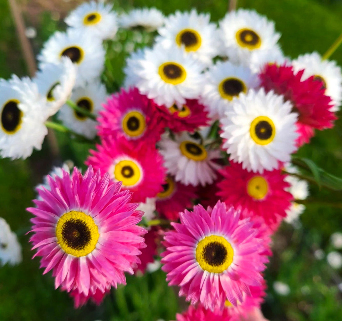 Giant Flowered Mix Paper Daisy Seeds - For 2025 Planting Mixed Colors ...