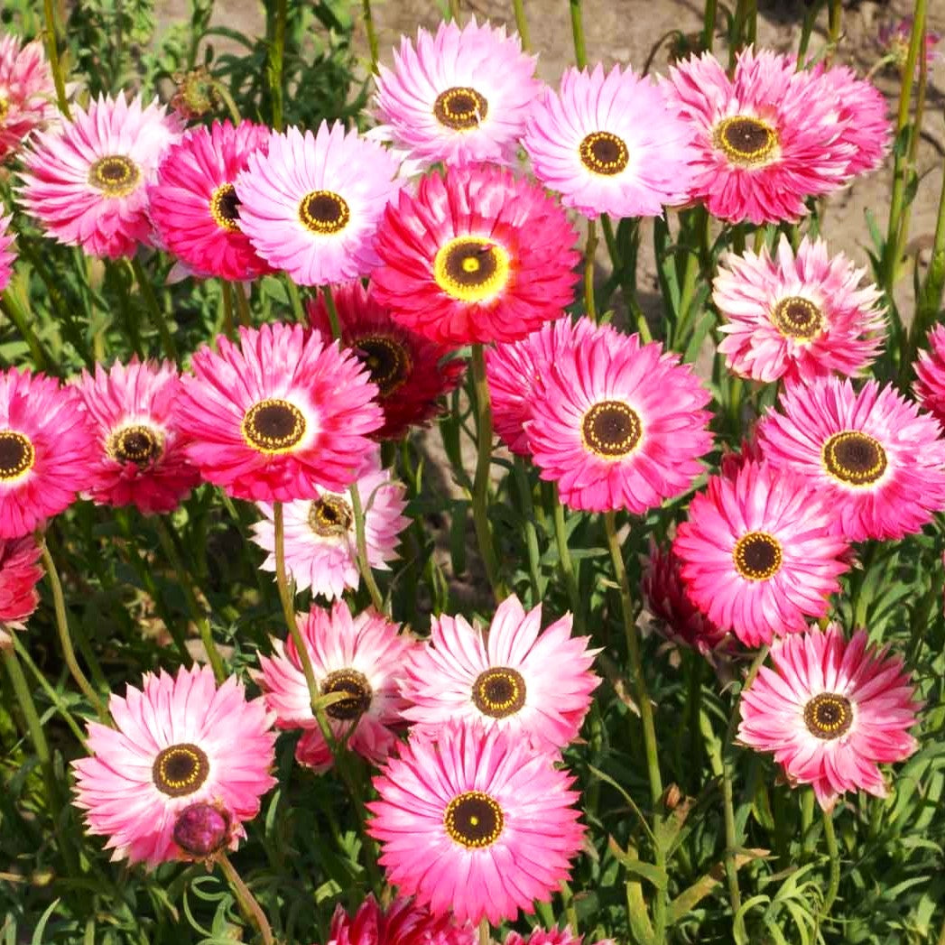 Pink Paper Daisy Seeds | Everlasting Sunray Rhodanthe Rosy Helipterum ...