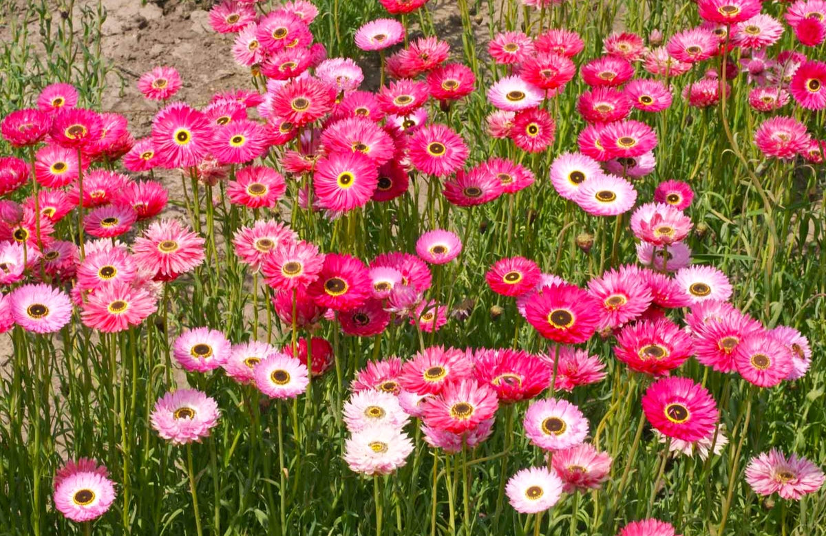 Pink Paper Daisy Seeds | Everlasting Sunray Rhodanthe Rosy Helipterum ...